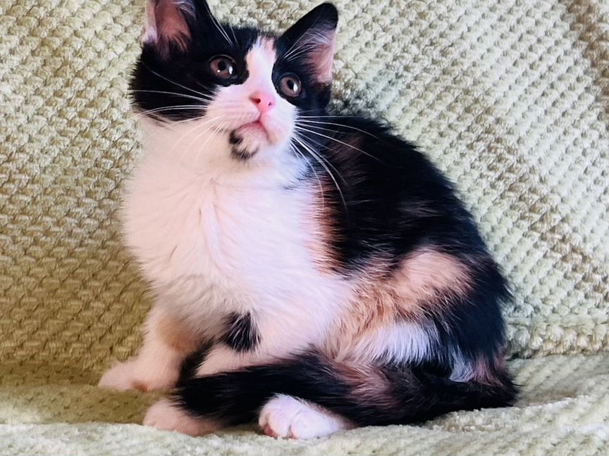 Котенок в добрые ручки