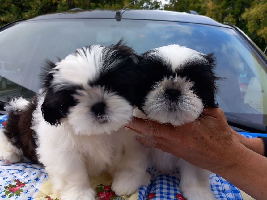 Щенки ши-тцу мини