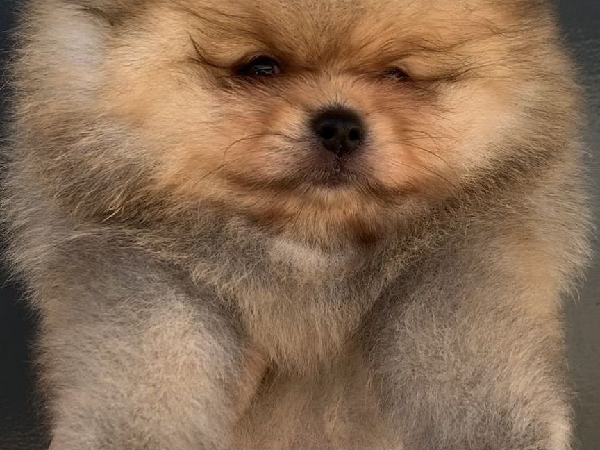 Очень красивые малыши