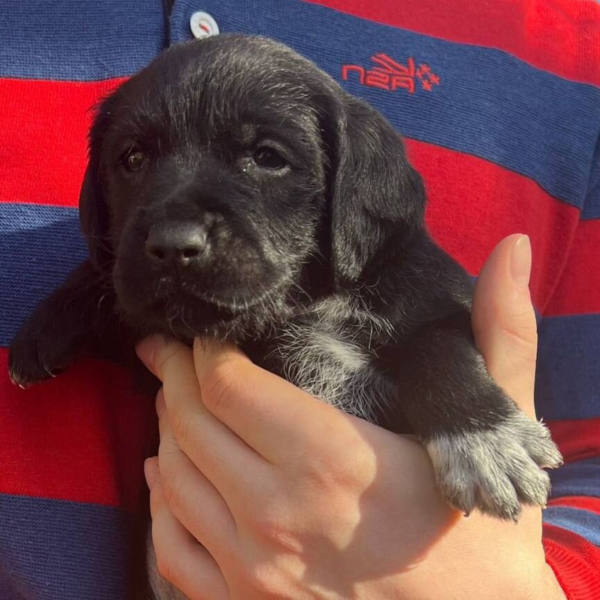 Щенок в добрые руки