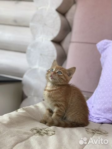 Рыжий котенок в добрые руки