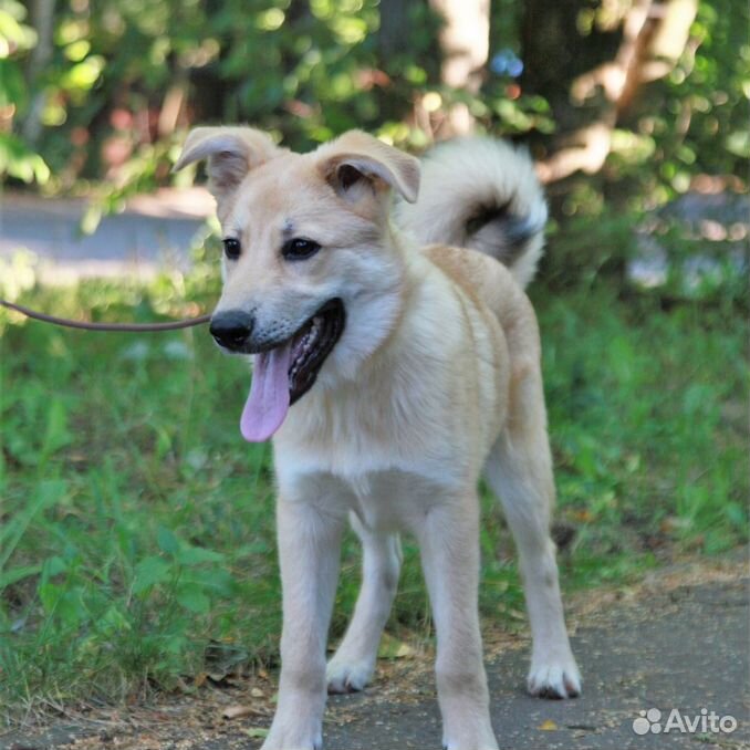 Жизнерадостный щенок метис овчарки с лайкой