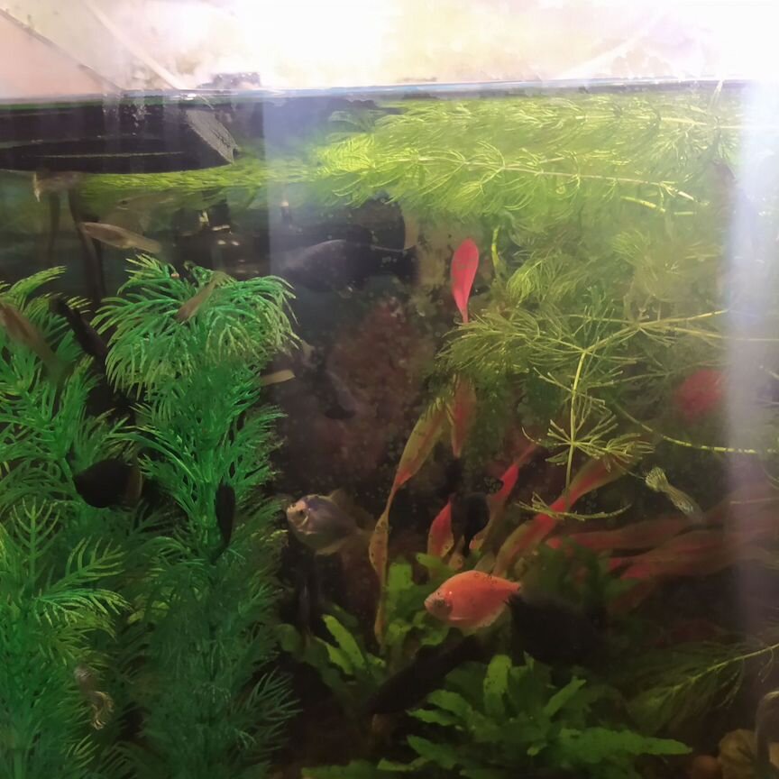 Рыбки малинезии подростки, 2-2, 5 см