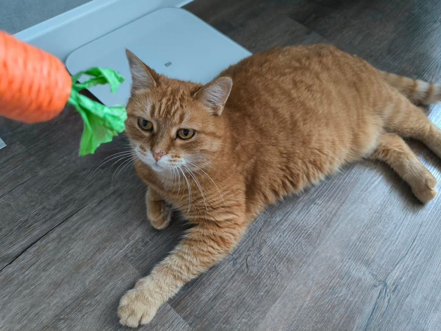 Кошка в самые добрые руки