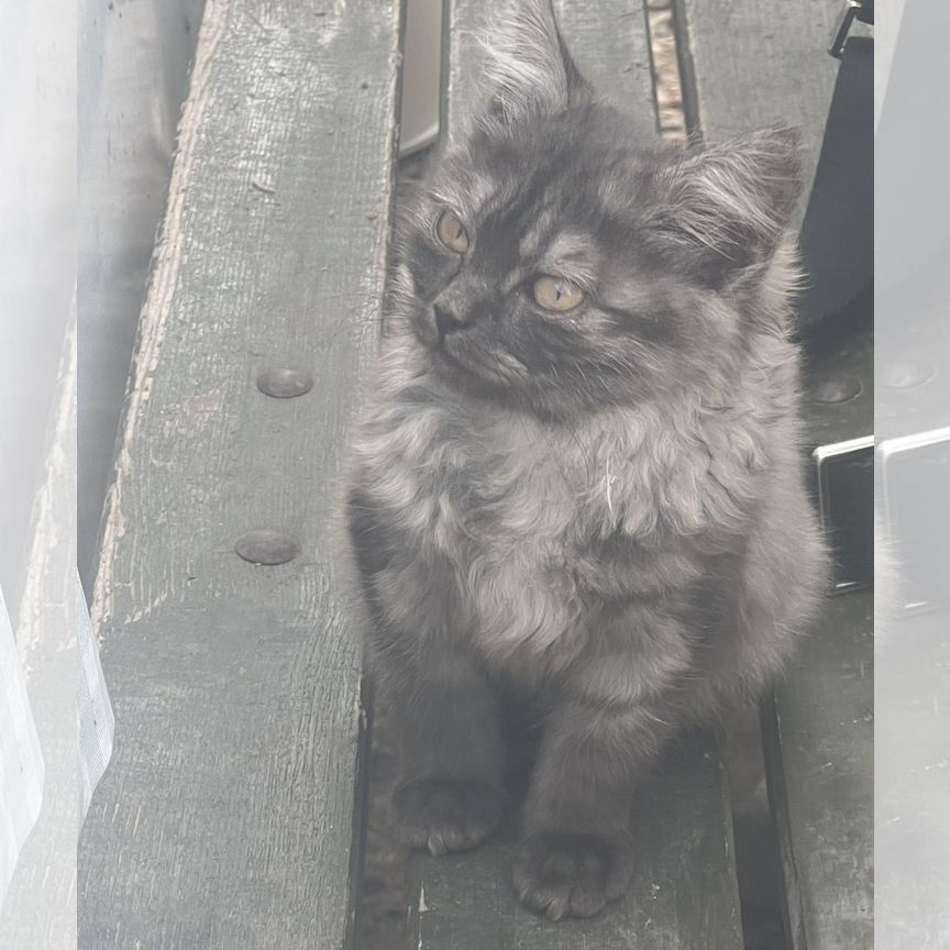 Британские котята