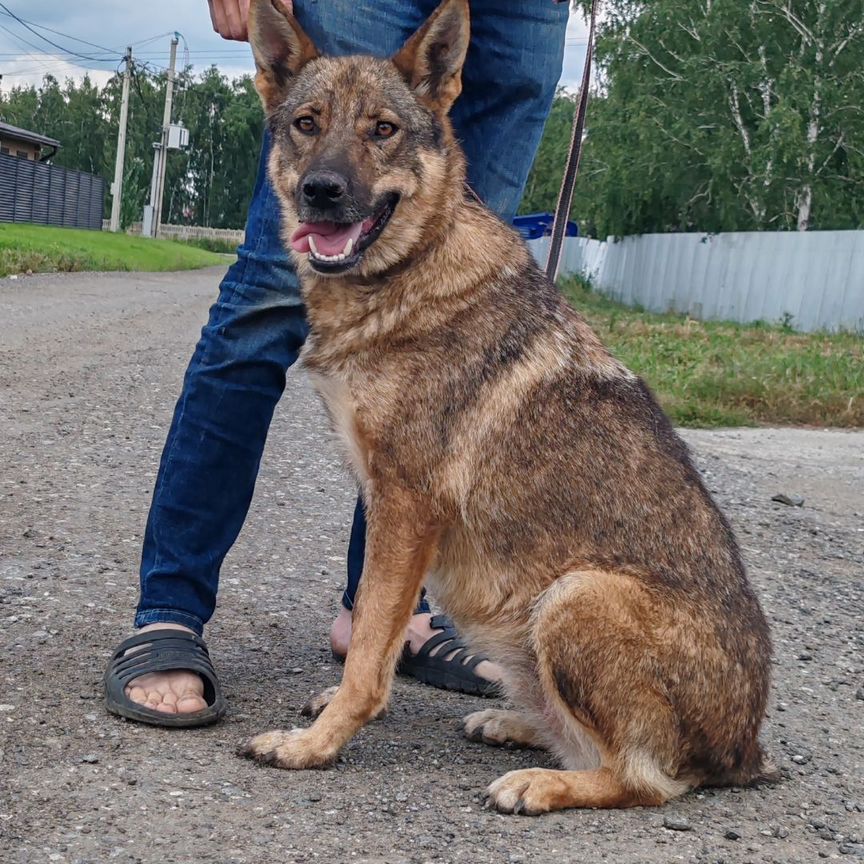 Нефтя, смесь овчарки и лайки
