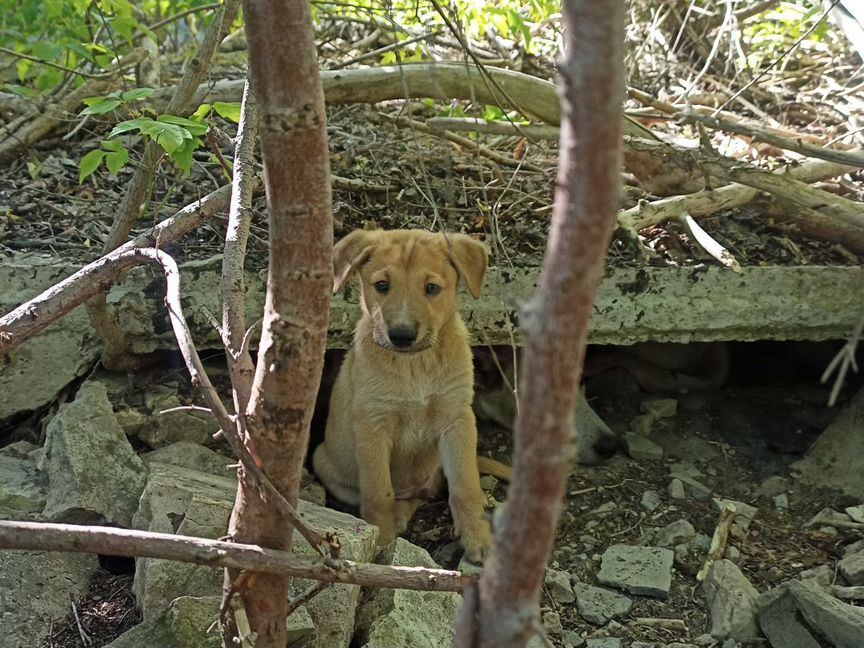 Отдам в добрые руки