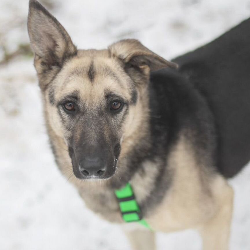 Собака в добрые руки