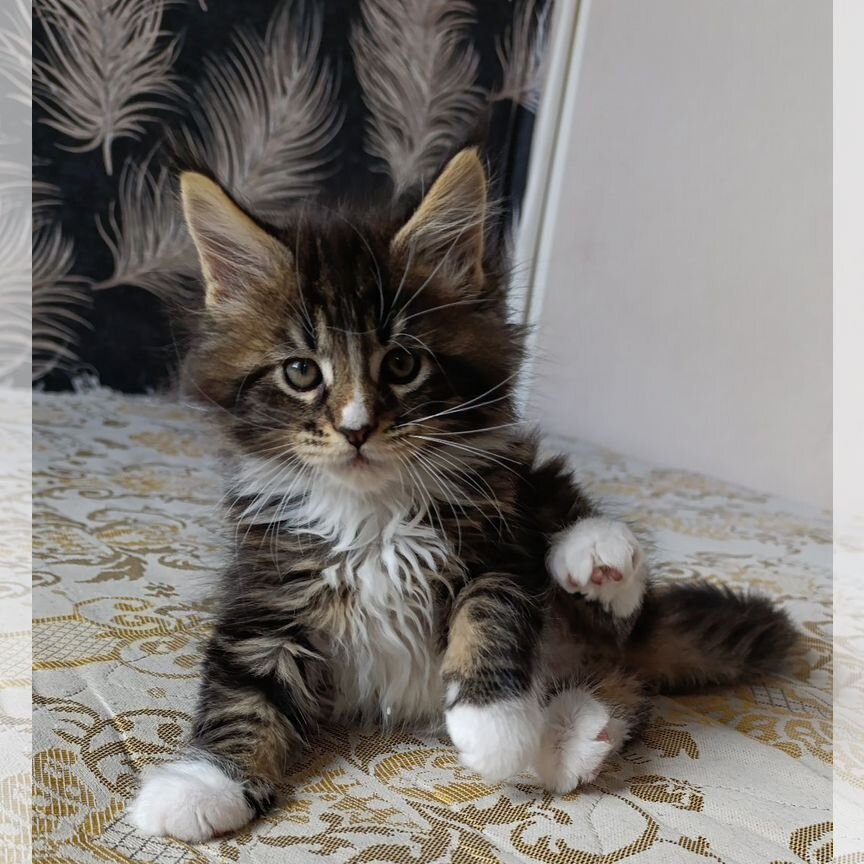 Мейн-кун котёнок