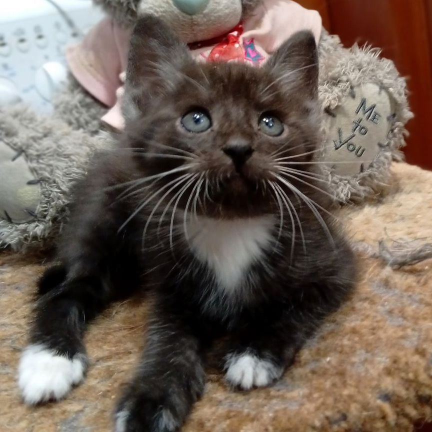 Котёнок в добрые руки