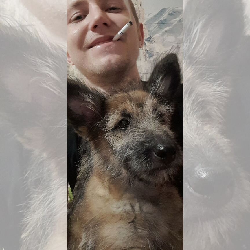 Собака в добрые руки