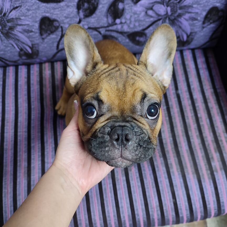 Французский бульдог щенок мальчик
