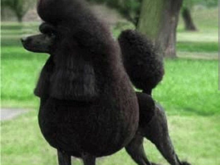 Щенки карликового пуделя