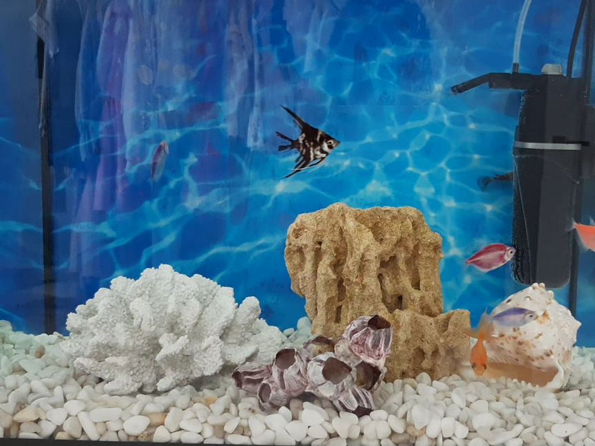 Аквариум с рыбками