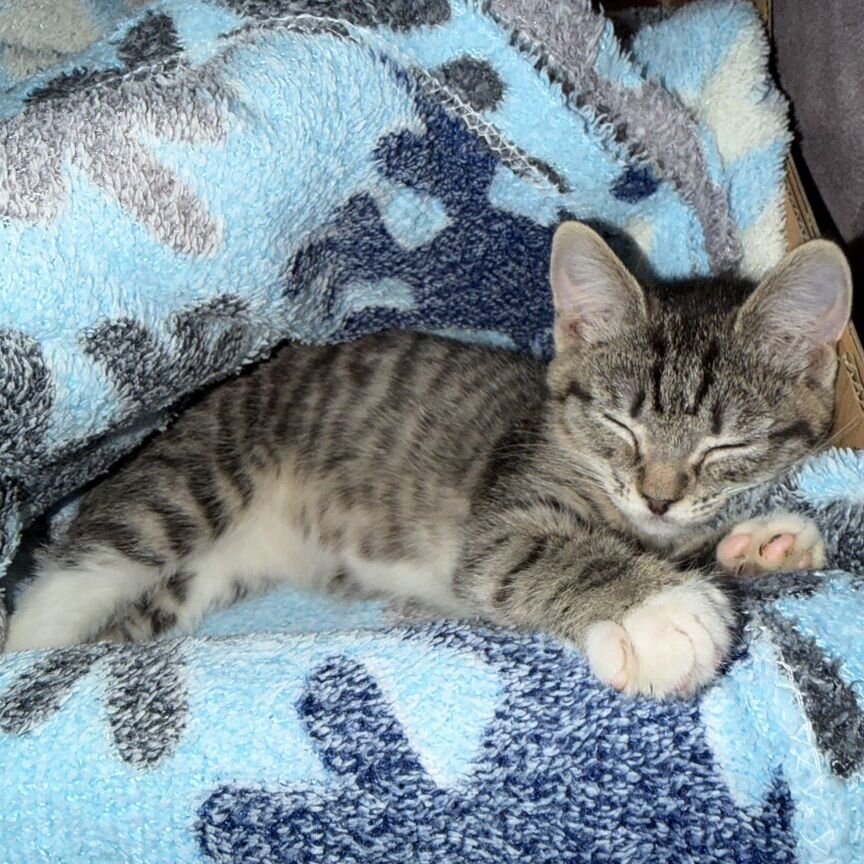 Котёнок в добрые руки