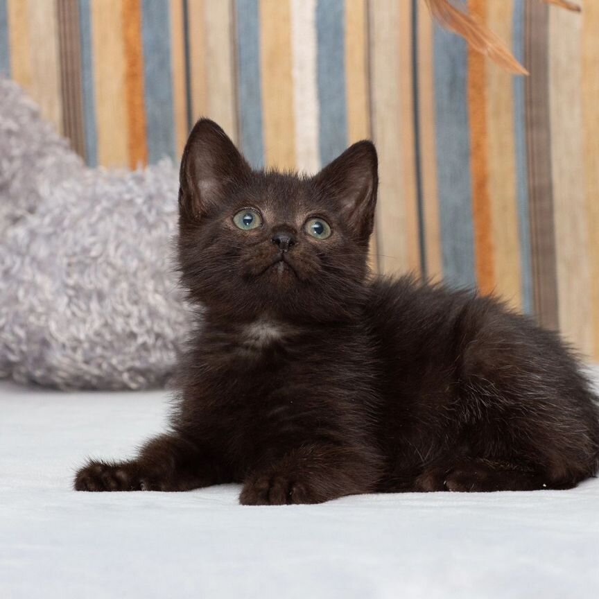 Котенок Чернышка