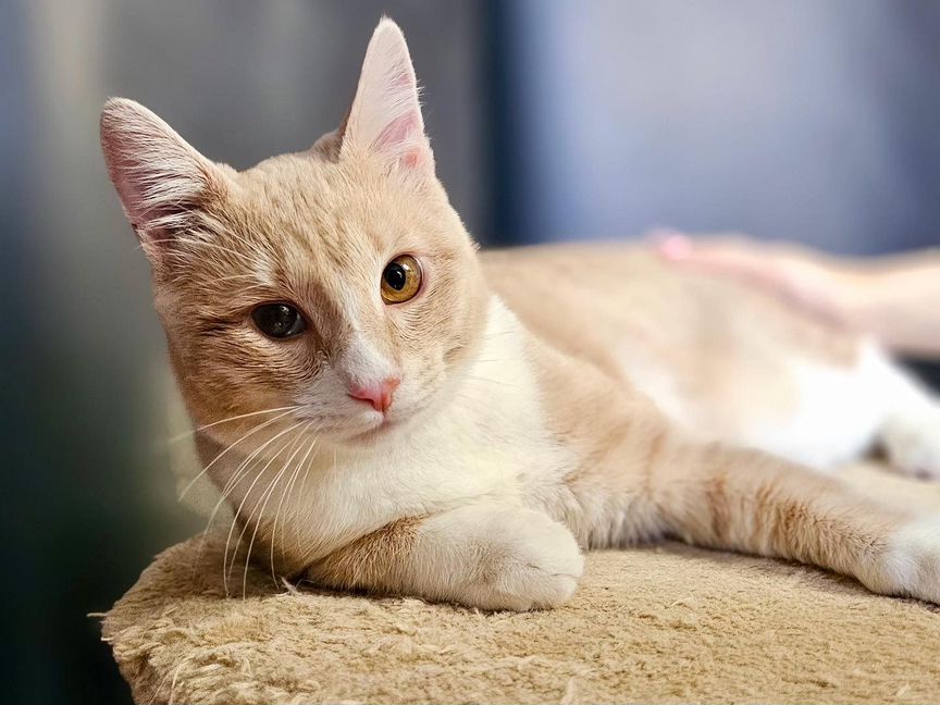 Котенок в добрые руки