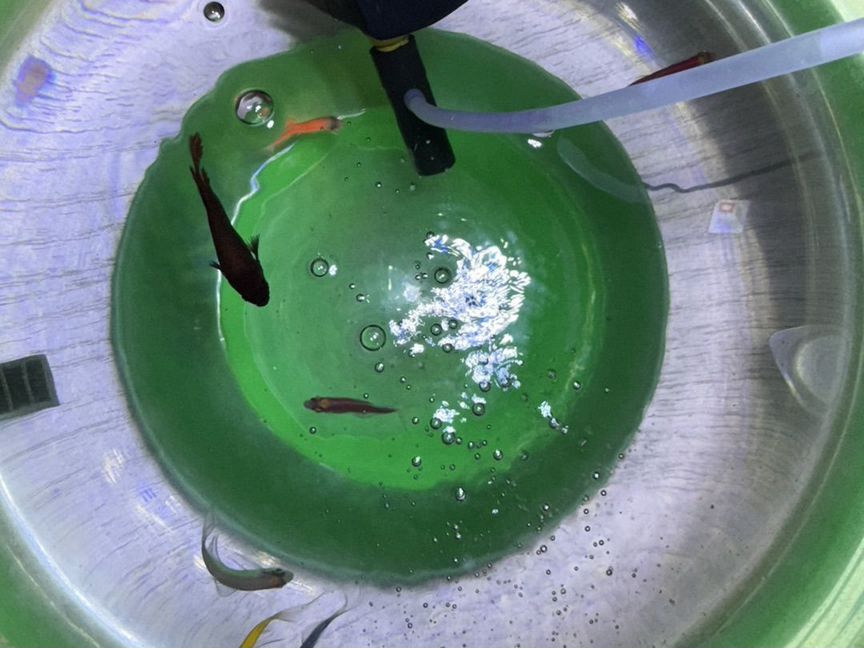 Аквариумные рыбки