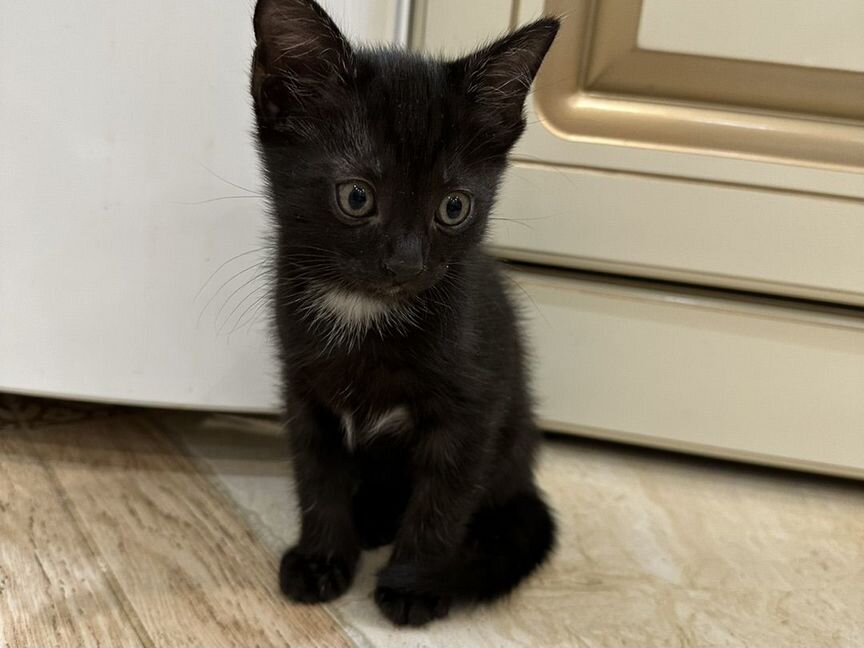 Котенок