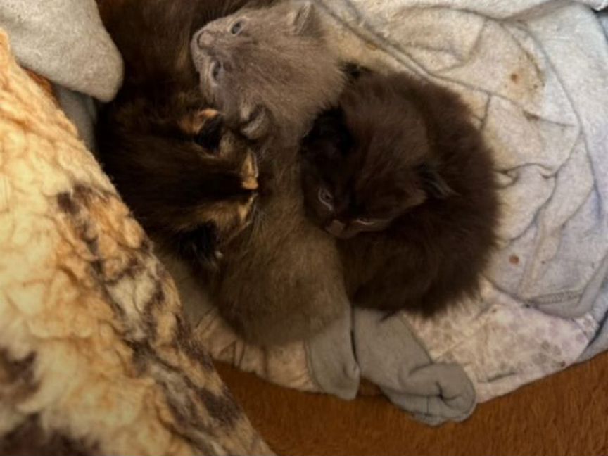 Котята 1 месяц Бесплатно