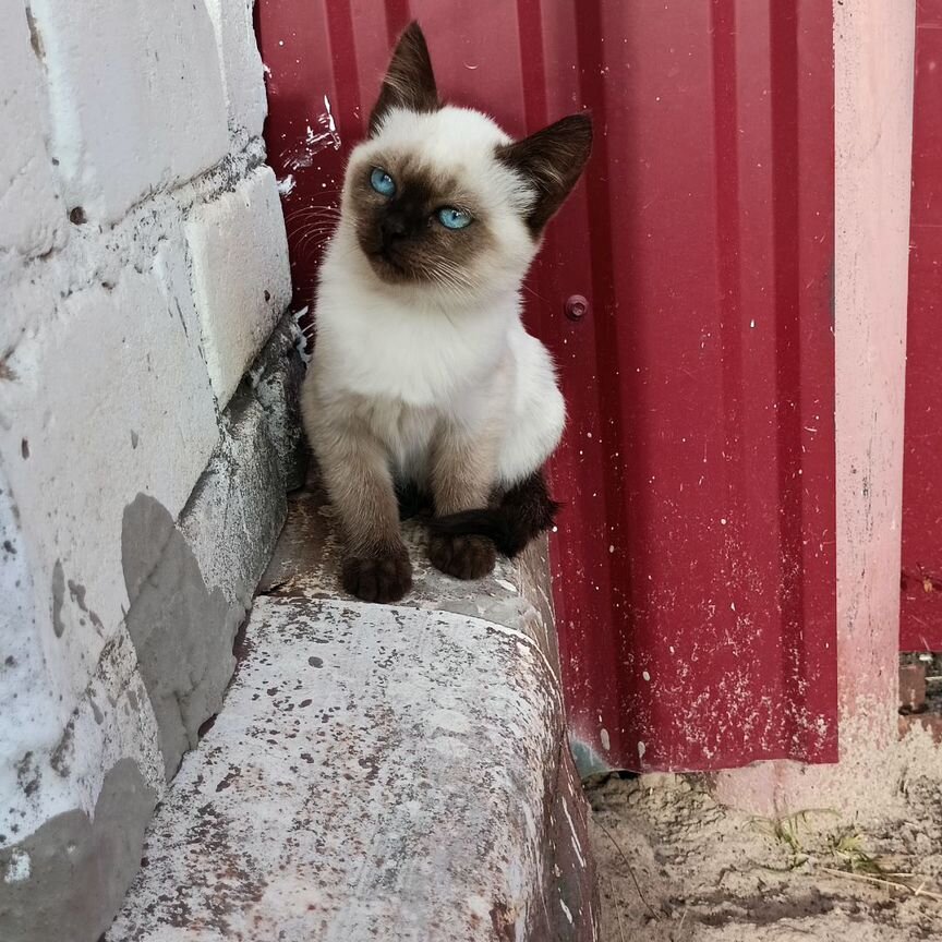 Котята