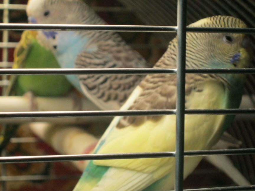 Птенцы волнистых попугаев, корелл