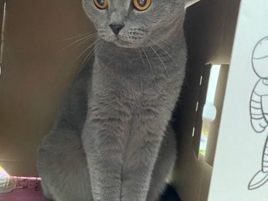 Отдам кота британца