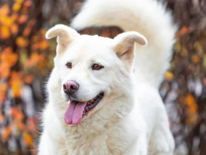 Белая красавица собака Белка в добрые руки