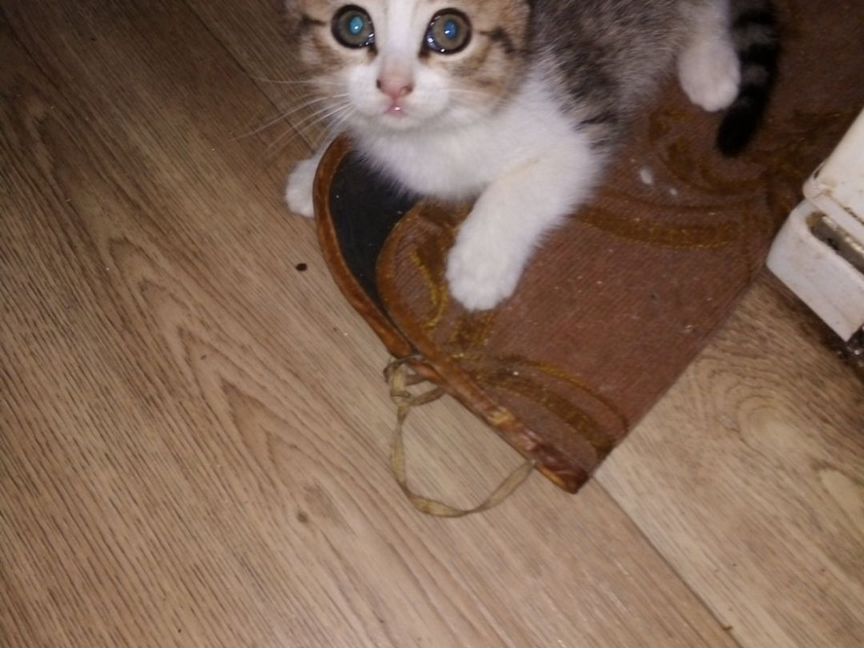 Котята в добрые руки девочки