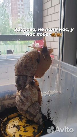 Ахатины