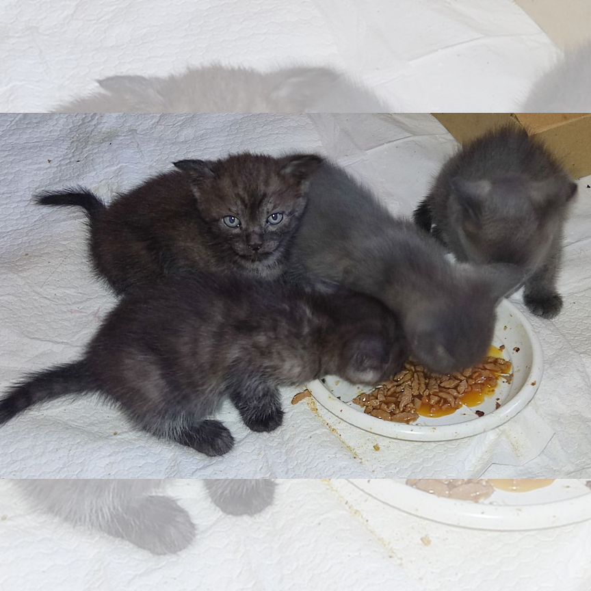 Полубританцы котята