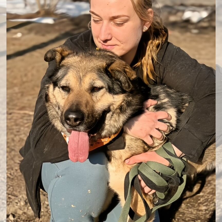 Взрослый пёс в добрые руки