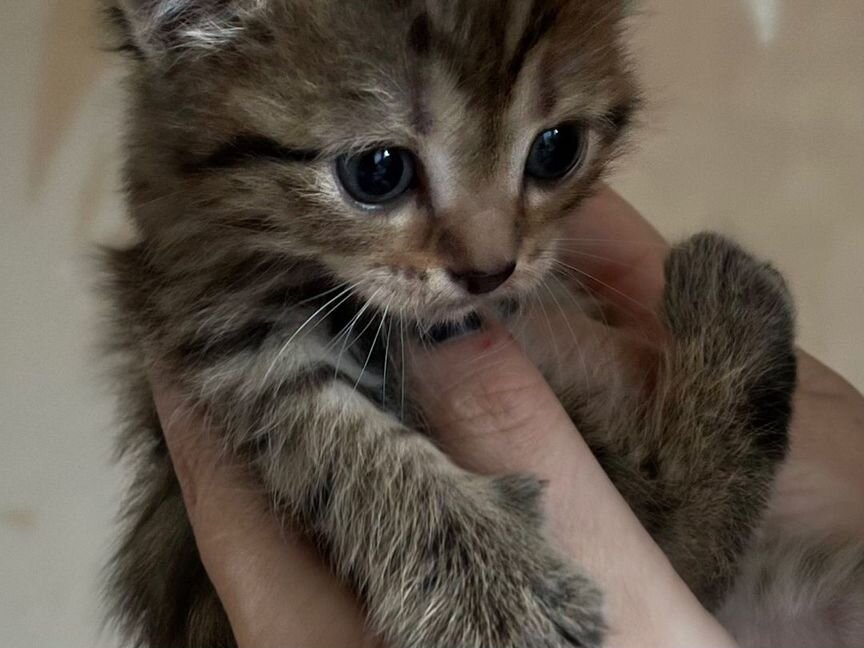 Котята в добрые руки мальчики