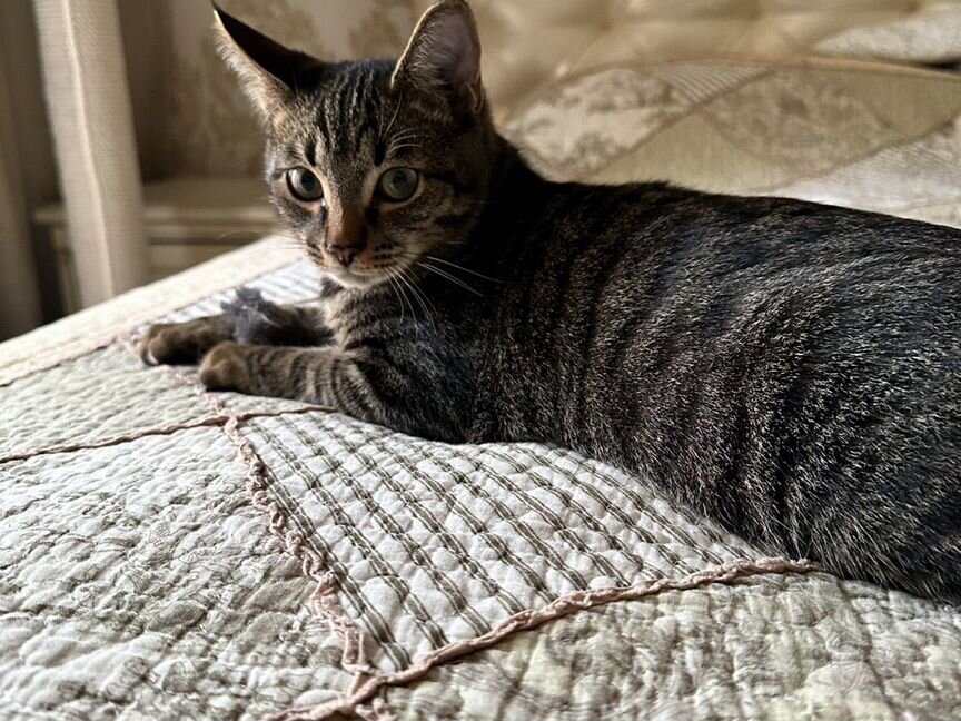 Европейская короткошерстная безпородная