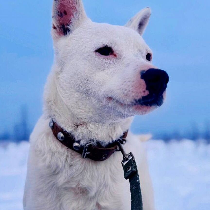 Взрослый пёс в добрые руки