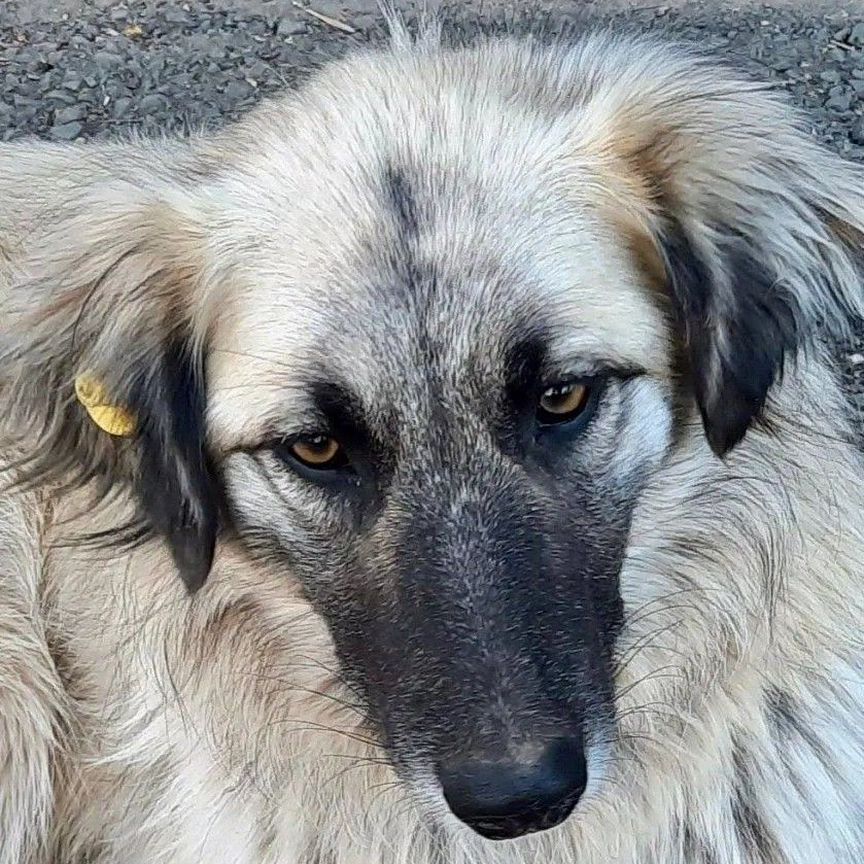 Взрослая собака в добрые руки