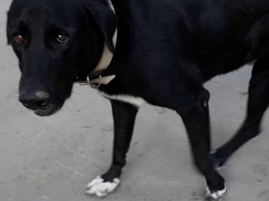 Красивые молоденькие собачки