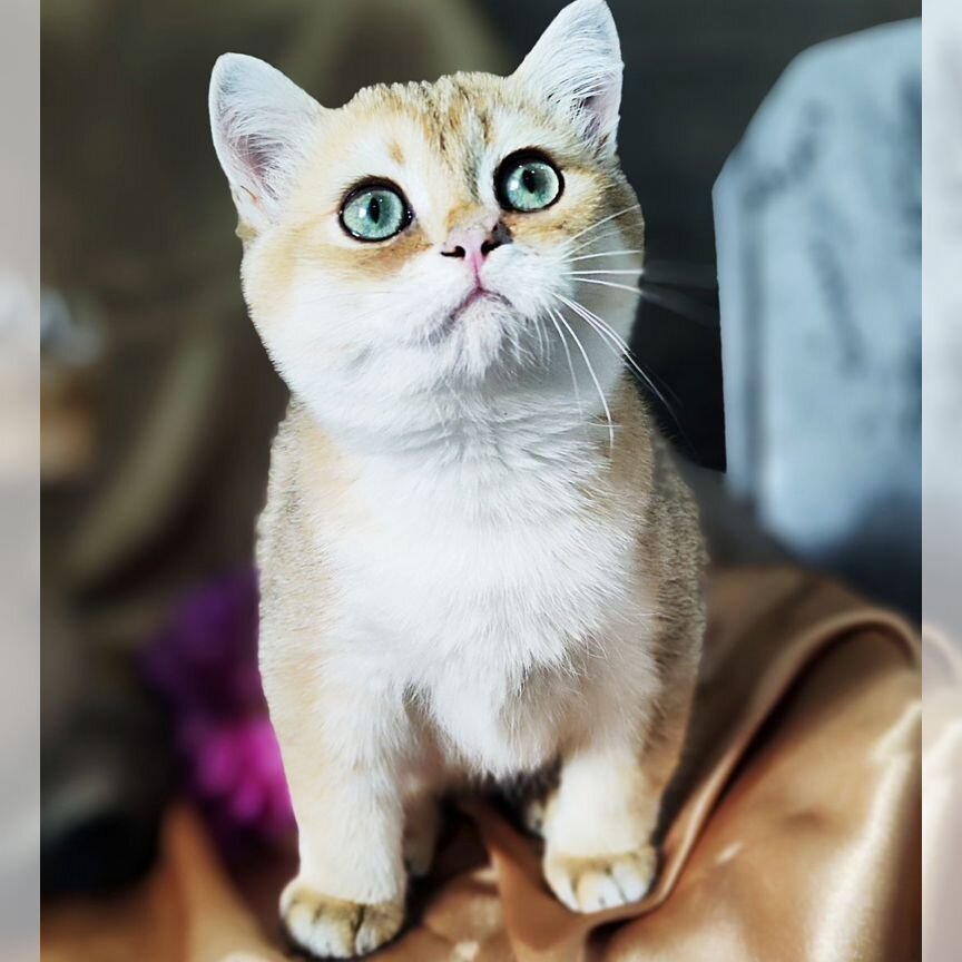 Шотландский золотой котик