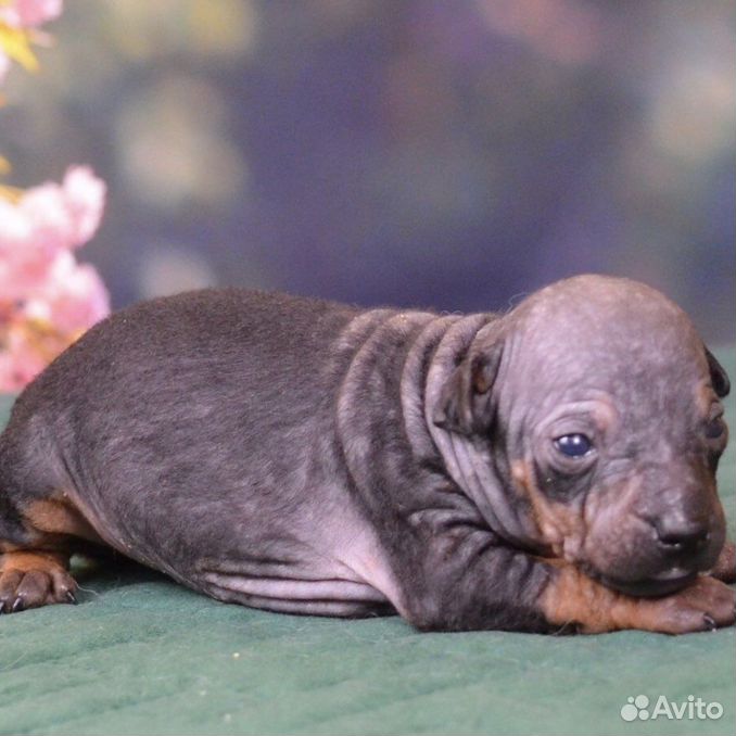 Собака красавцы агт