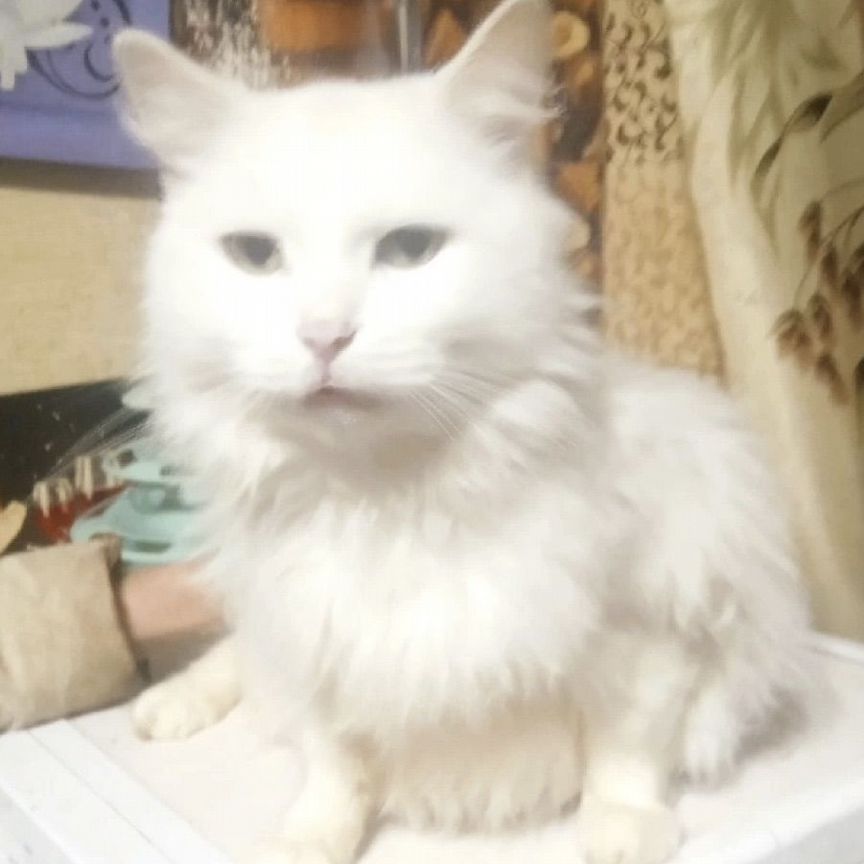 Ангорский котик Федор