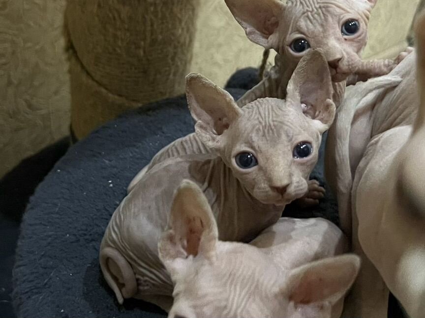 Котята сфинкс