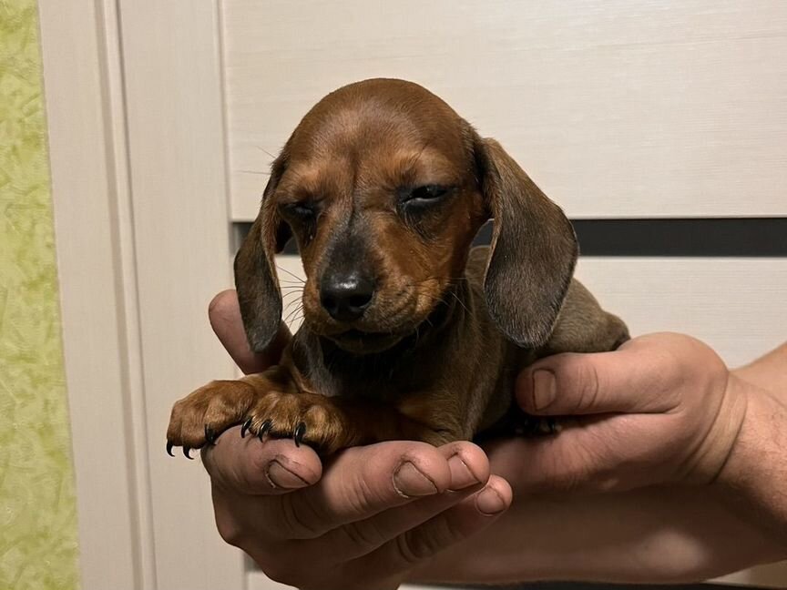 Щенки таксы