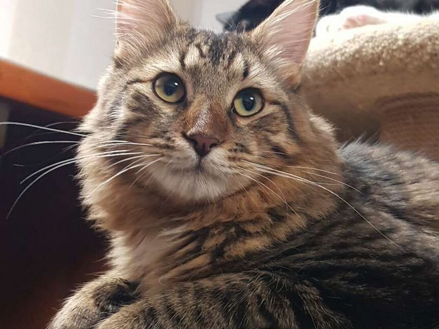 Мейн-кун метис котенок Макс 5,5мес привит