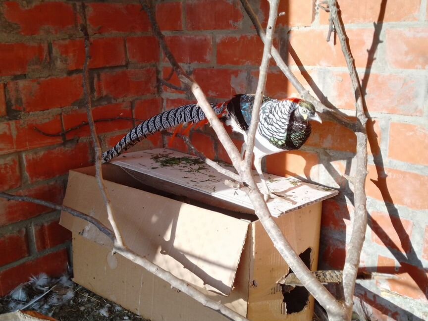 Фазаны продажа