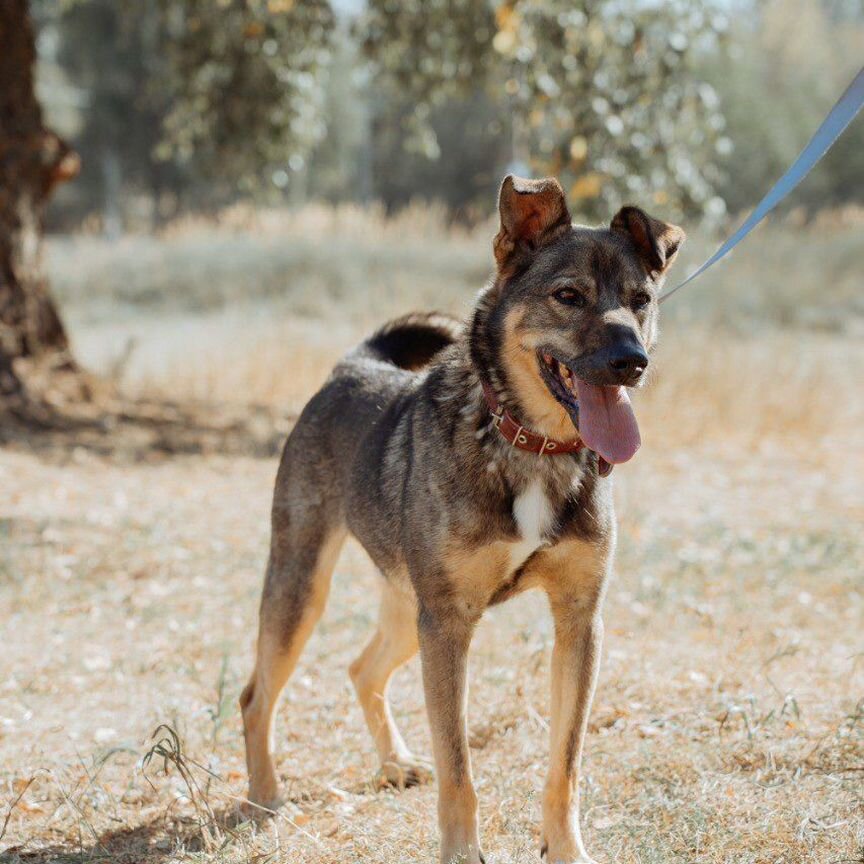 Преданный Рикки ищет дом