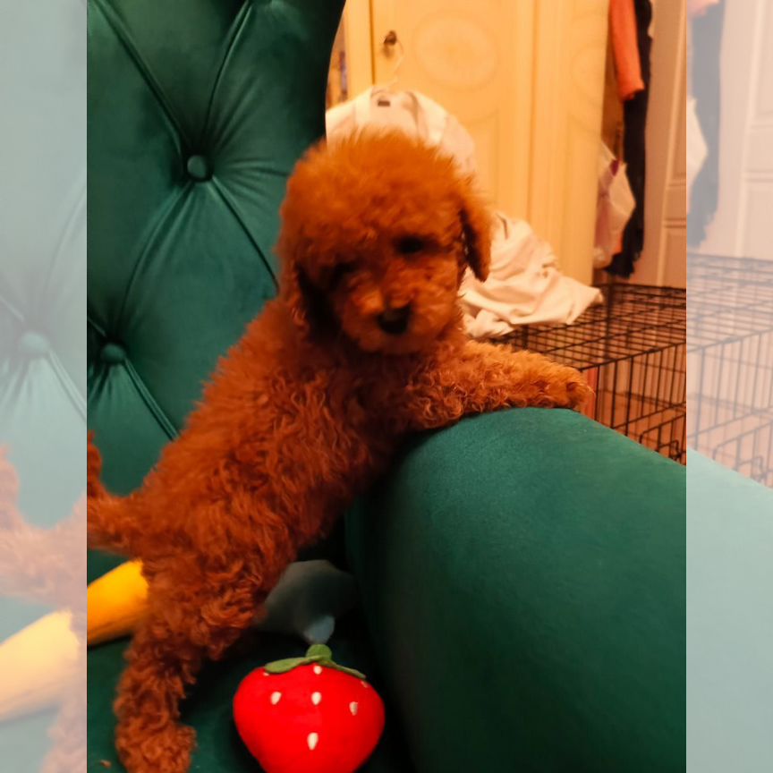 Той-пудель, щенок