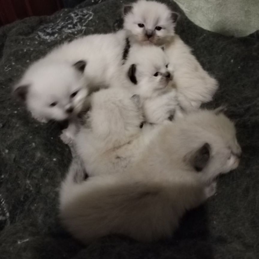 Невский маскарадный котёнок