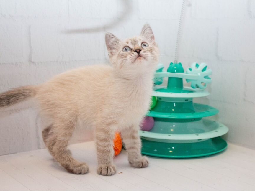 Котенок мальчик ищет дом