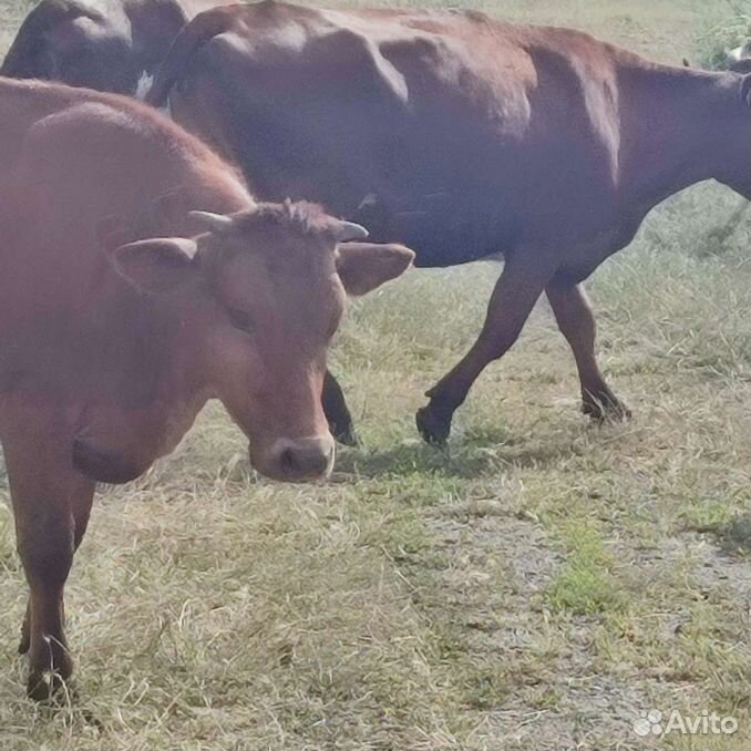 Продаются овцы коровы