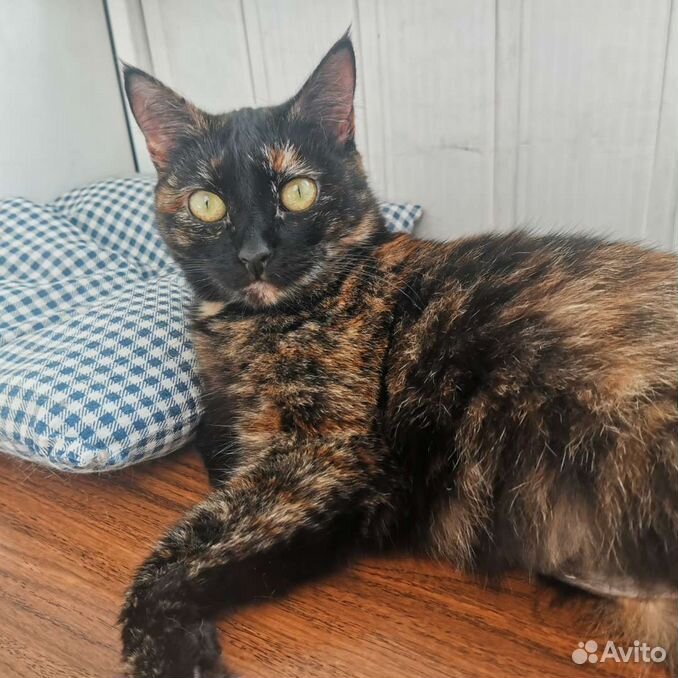 Пёстрая очень ласковая кошечка Маслина